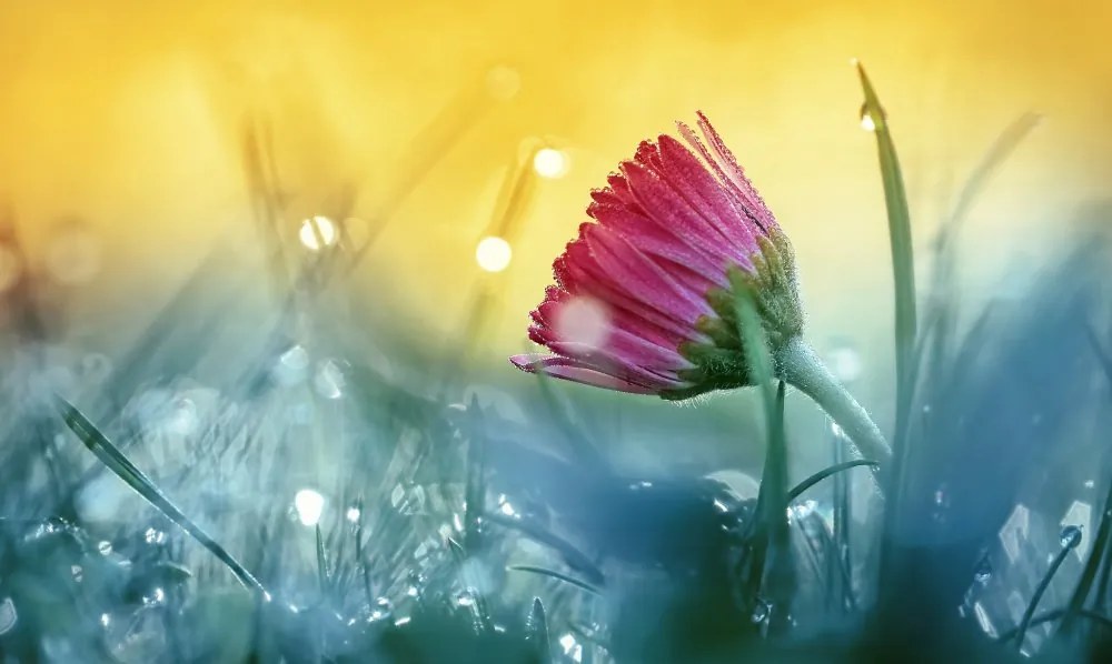 Vícedílný obraz Růžový Květ Na 3D Louce Nedostatek Nedostatek Plátno Canvas 250x150