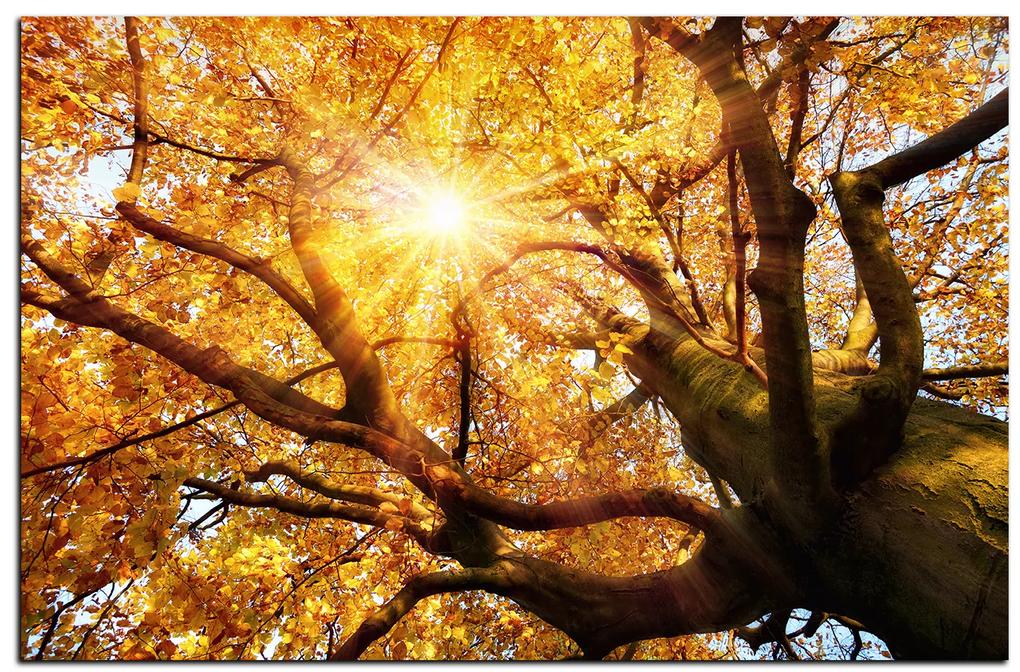 Obraz na plátně - Slunce přes větve stromu 1240A (60x40 cm)