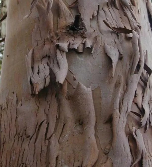Eukalyptus gunnii 'Azura' 90 cm - Blahovičník