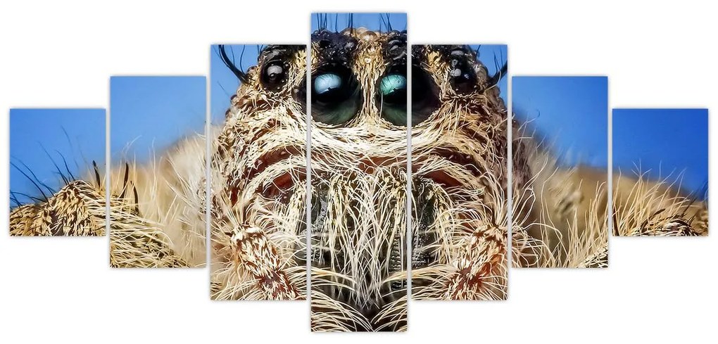 Obraz detailu pavouka (210x100 cm)