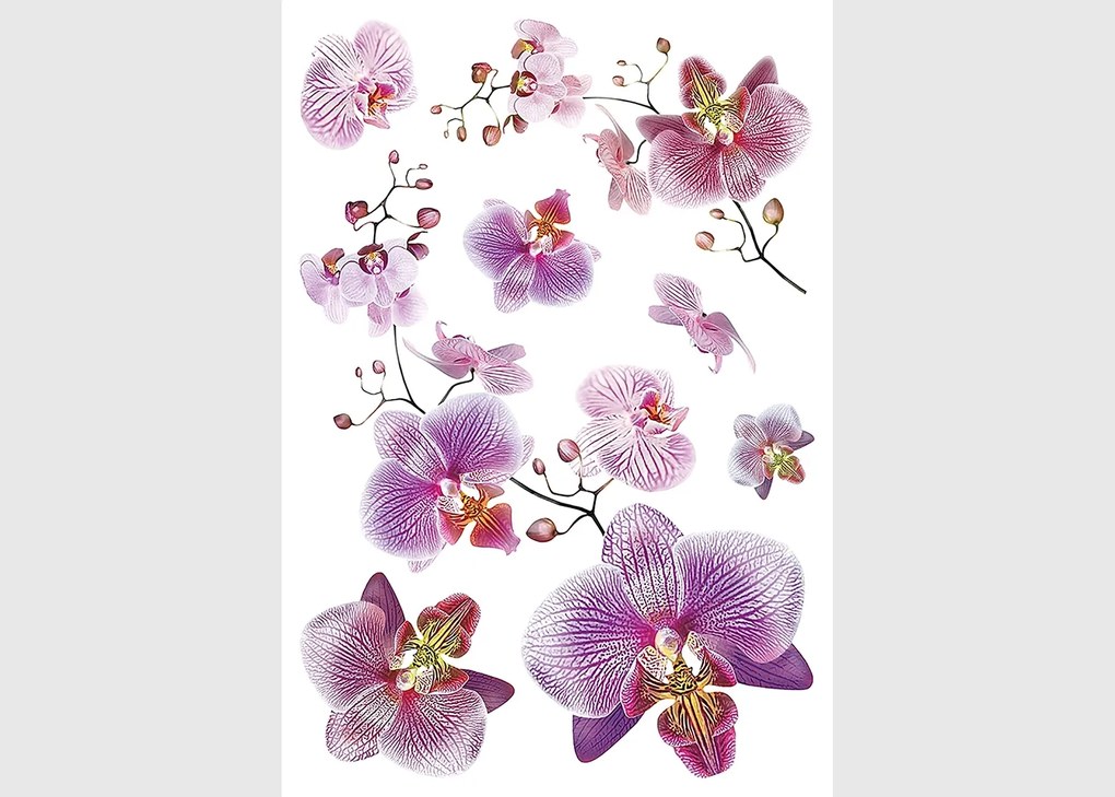 Samolepka na zeď Orchideje | 42.5 x 65 cm | DSM3440