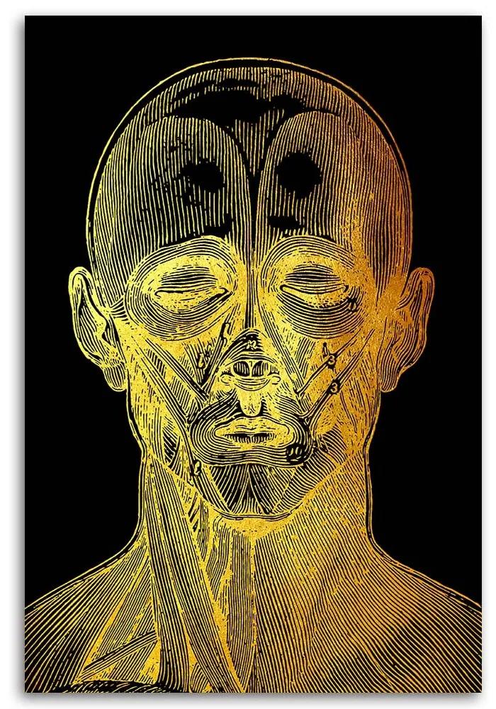 Gario Obraz na plátně Zlatá anatomie, přední strana obličeje - Gab Fernando Rozměry: 40 x 60 cm
