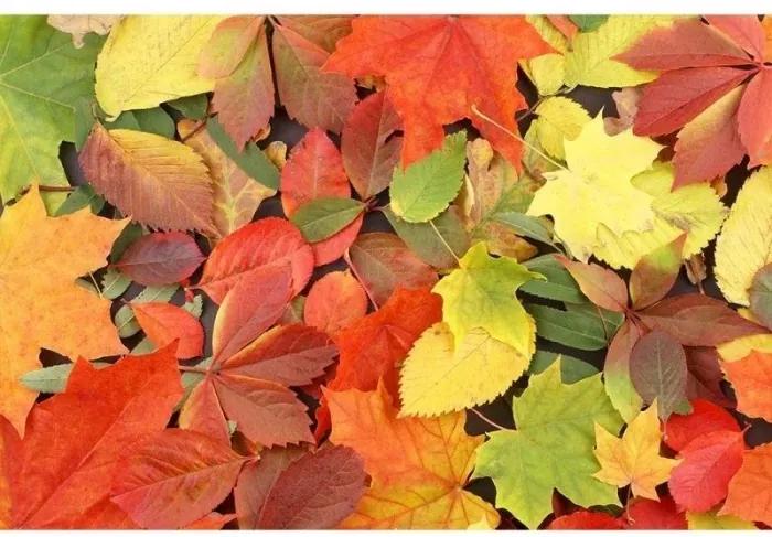 DIMEX | Samolepicí vliesová fototapeta na zeď Pestrobarevné listí MA-5-0115 | 375 x 250 cm | zelená, červená, žlutá, hnědá
