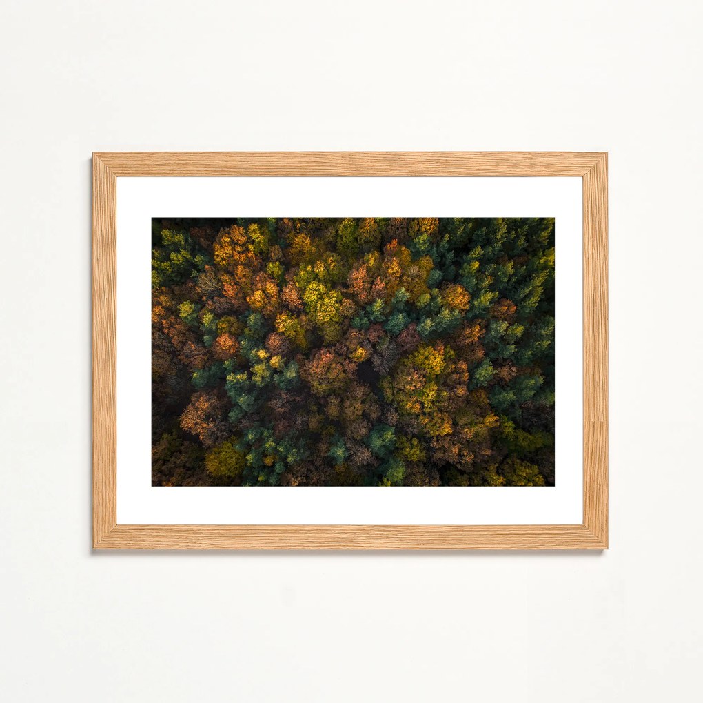 Vojta Herout | Nothing But A Forest Rám: Černý, Velikost: 50 x 70 cm