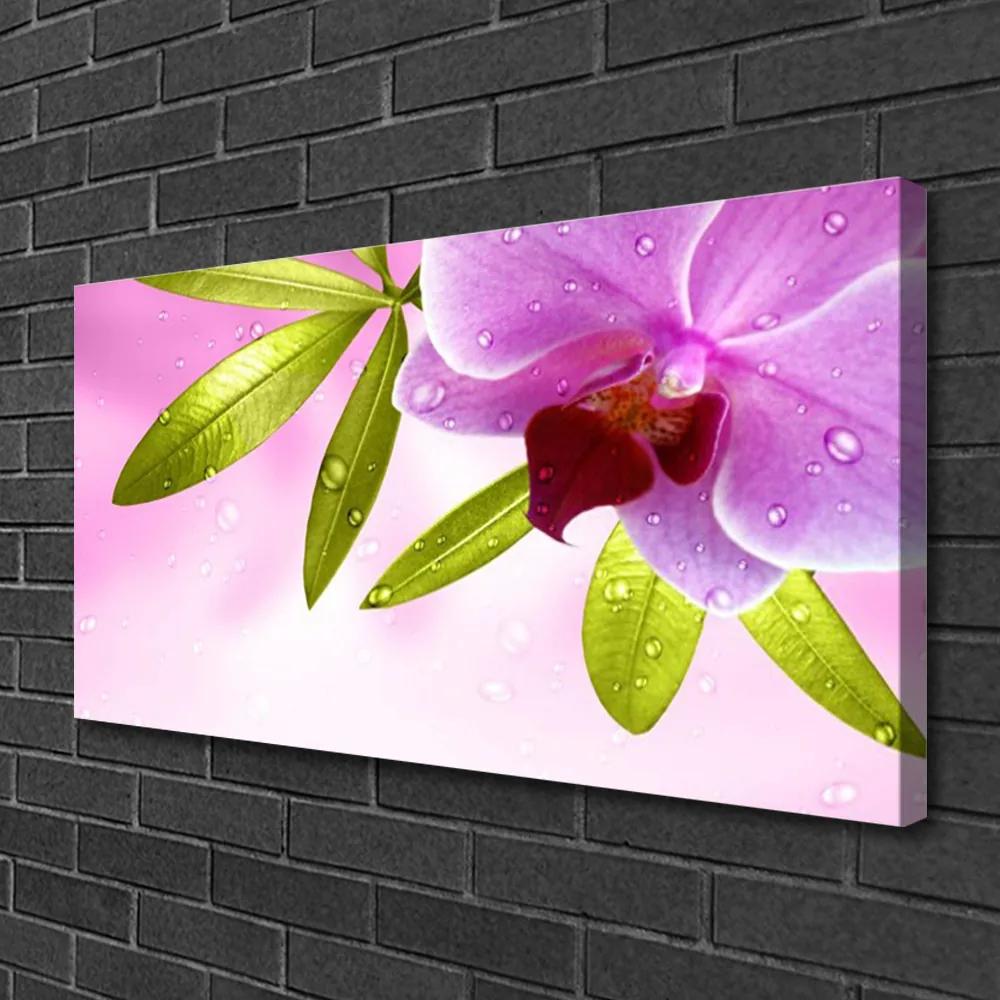 Obraz na plátně Květ Listy Rostlina 100x50 cm