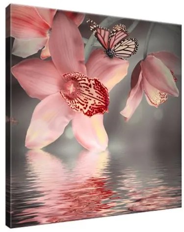 Tištěný obraz Motýl a orchidej 30x30cm 1979A_1AI
