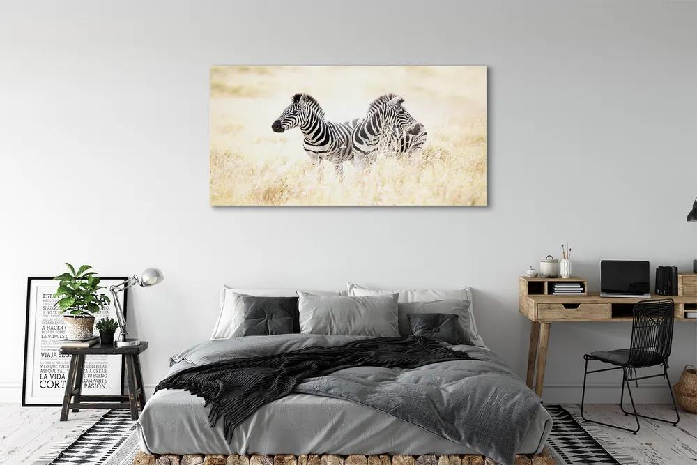 akrylový obraz zebra box 140x70 cm