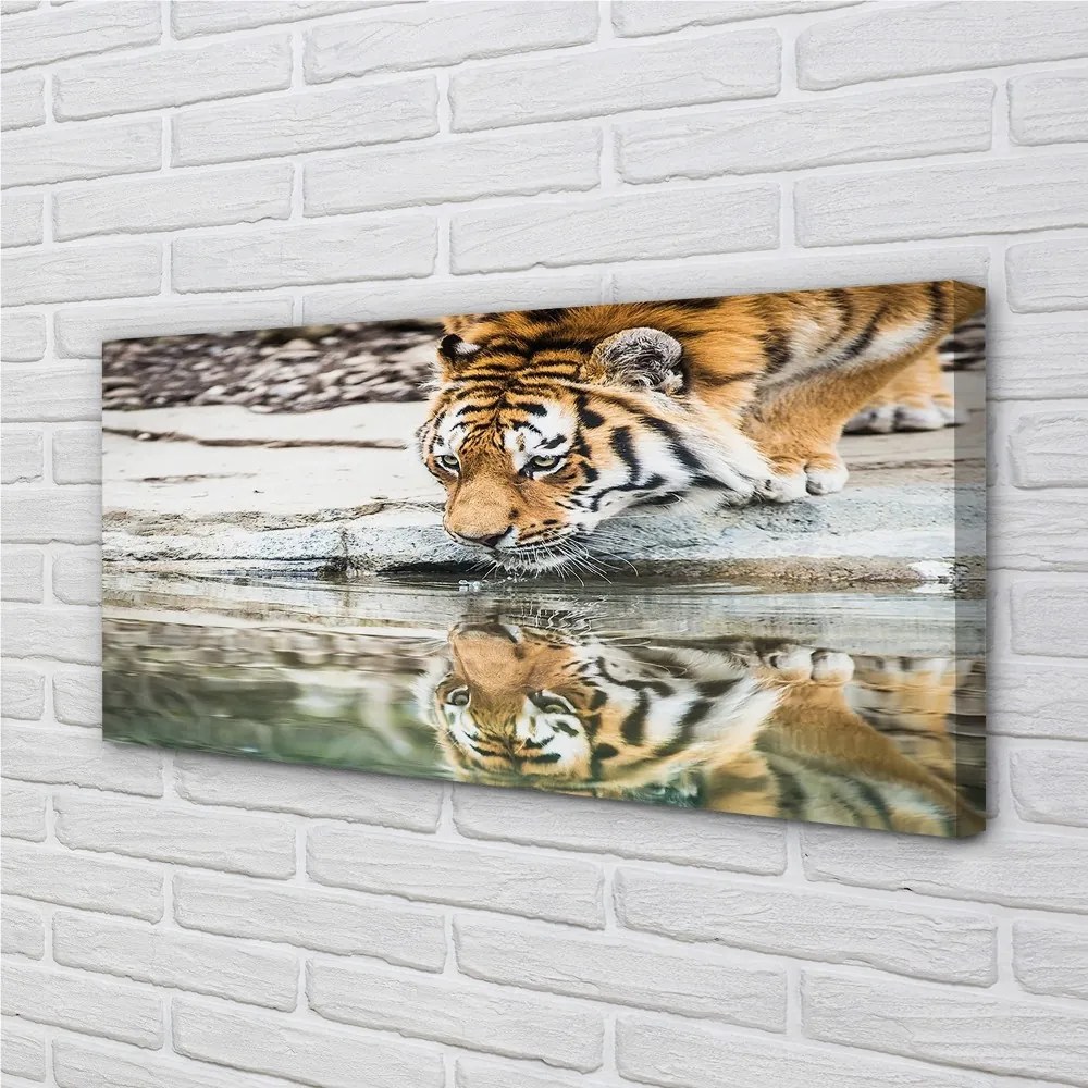 Obrazy na plátně tiger pití 100x50 cm