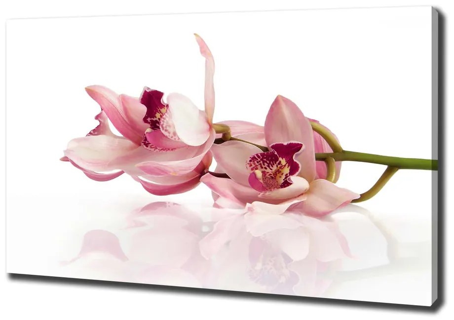 Wallmuralia Foto obraz na plátně do obýváku Orchidej 100x70 cm