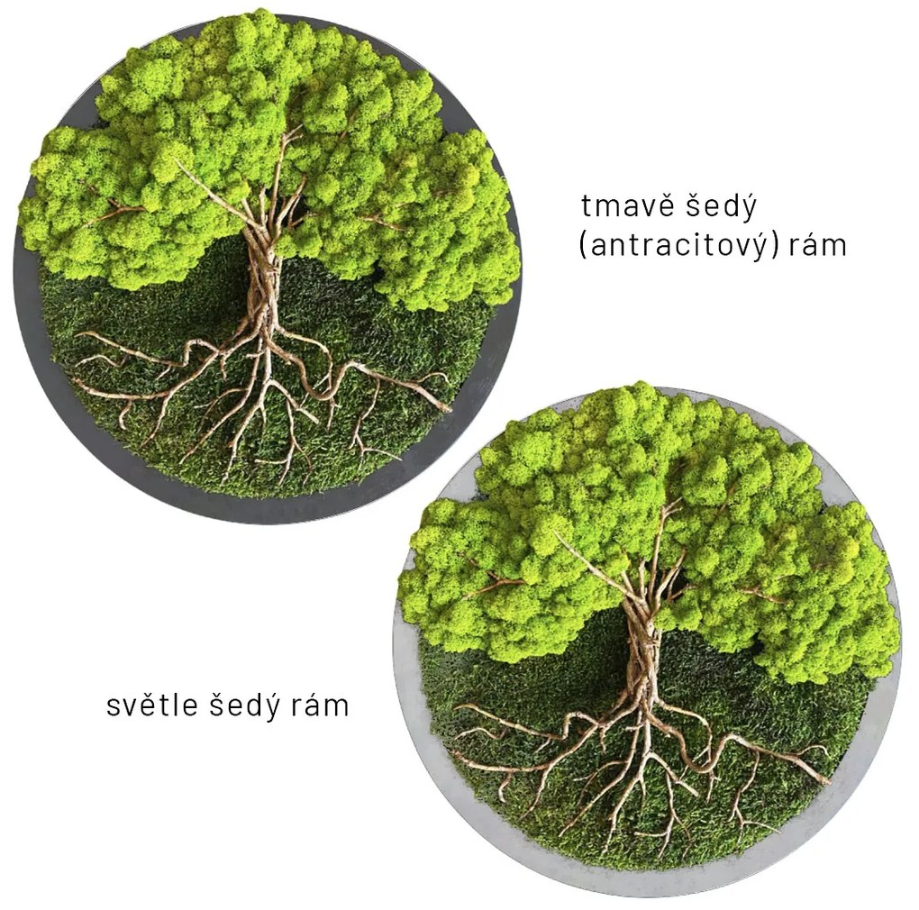 WOODILO Mechový kulatý obraz 320 | kombinace mechů | Strom života s kořeny Barva rámu: Světle šedá, Průměr obrazu: ø 30 cm