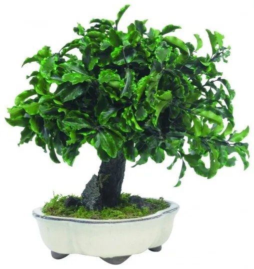 Tenuifolium Pitosporum bonsai 50 cm