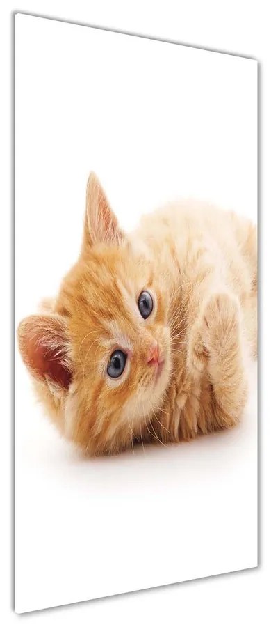 Wallmuralia Foto obraz akrylový do obýváku Červená kočka 50x125 cm