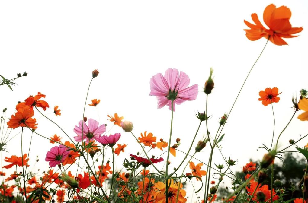 DIMEX | Samolepicí vliesová fototapeta na zeď Barevné květy MA-5-1381 | 375 x 250 cm | bílá, oranžová, růžová