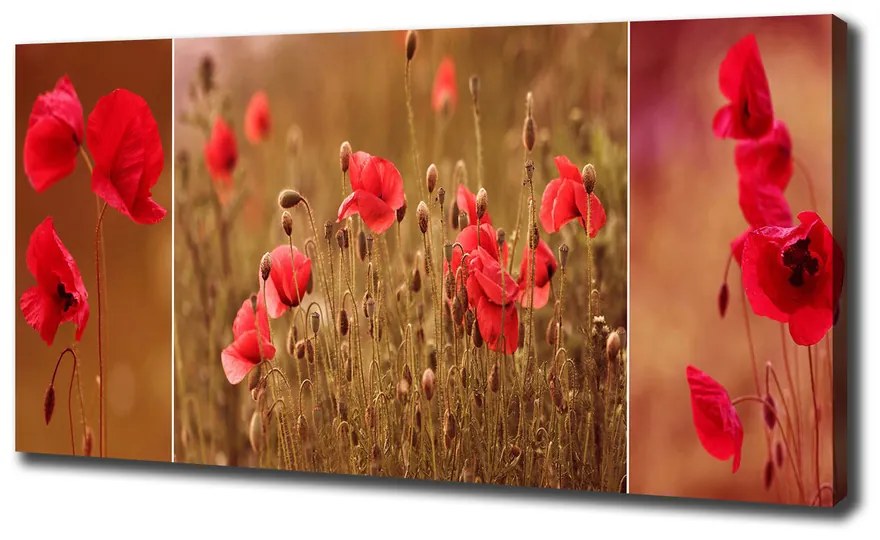 Wallmuralia Foto obraz na plátně do obýváku Máky triptych 140x70 cm