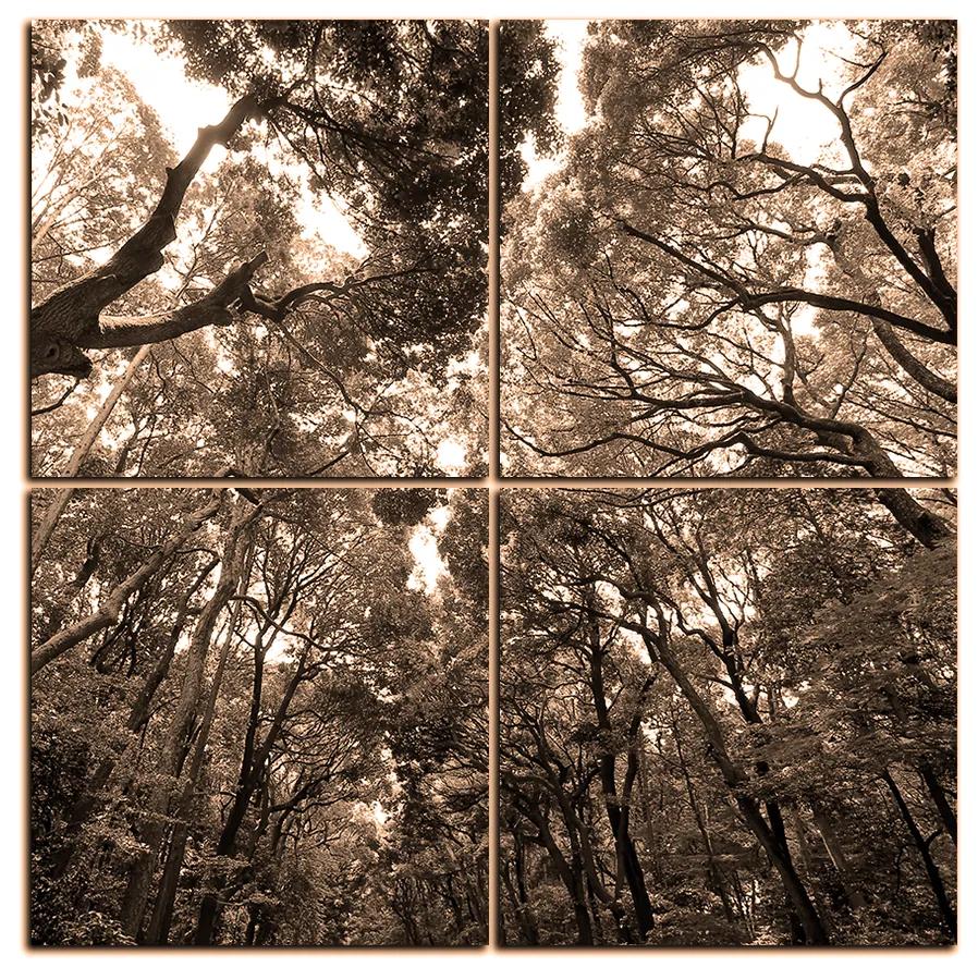 Obraz na plátně - Zelené stromy v lese - čtverec 3194FE (100x100 cm)