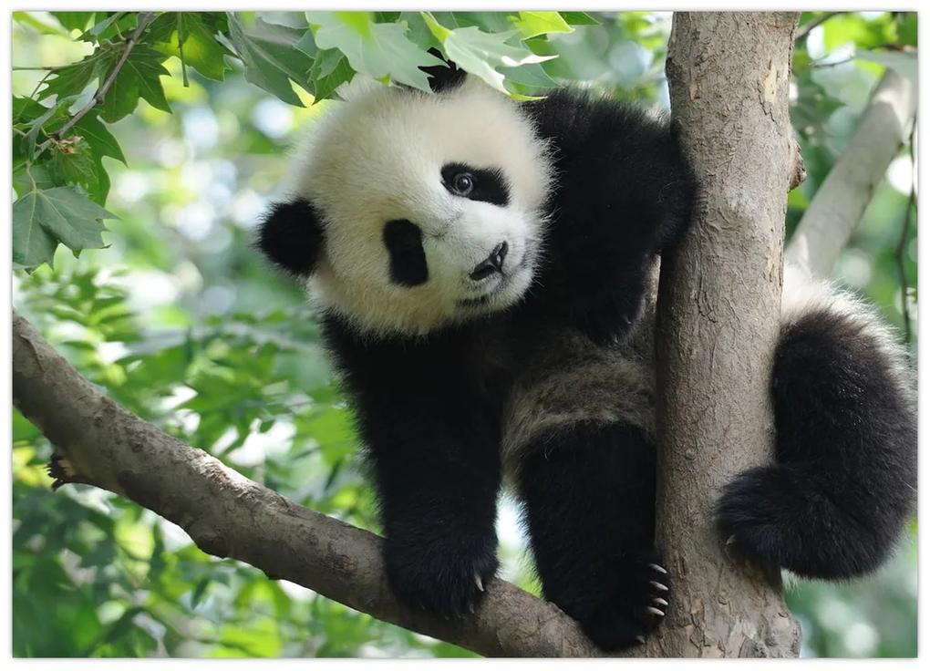 Obraz - Panda na stromě (70x50 cm)