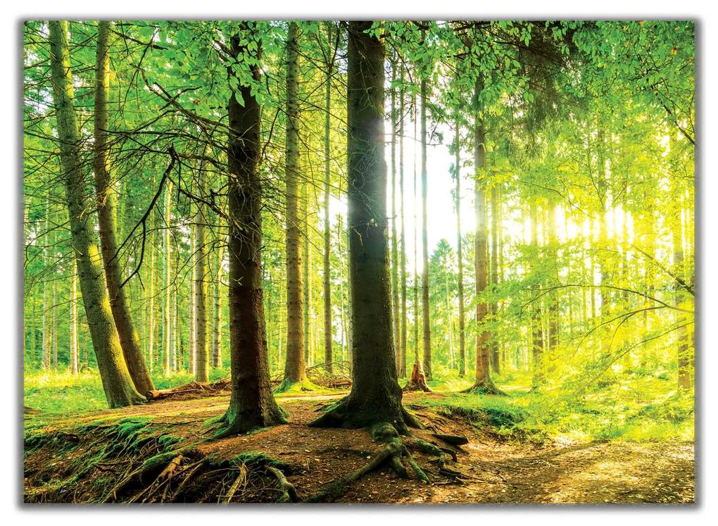 Malvis ® Obraz slunce v lese Velikost (šířka x výška): pětidílný obdélník - 100x45 cm