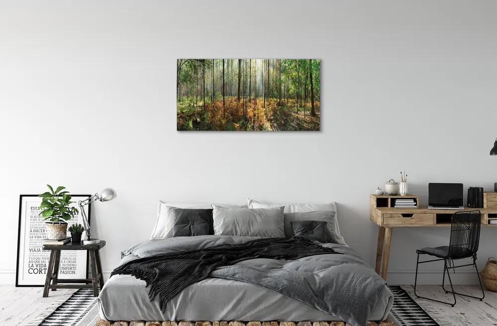 Obrazy na plátně Les bříza 125x50 cm
