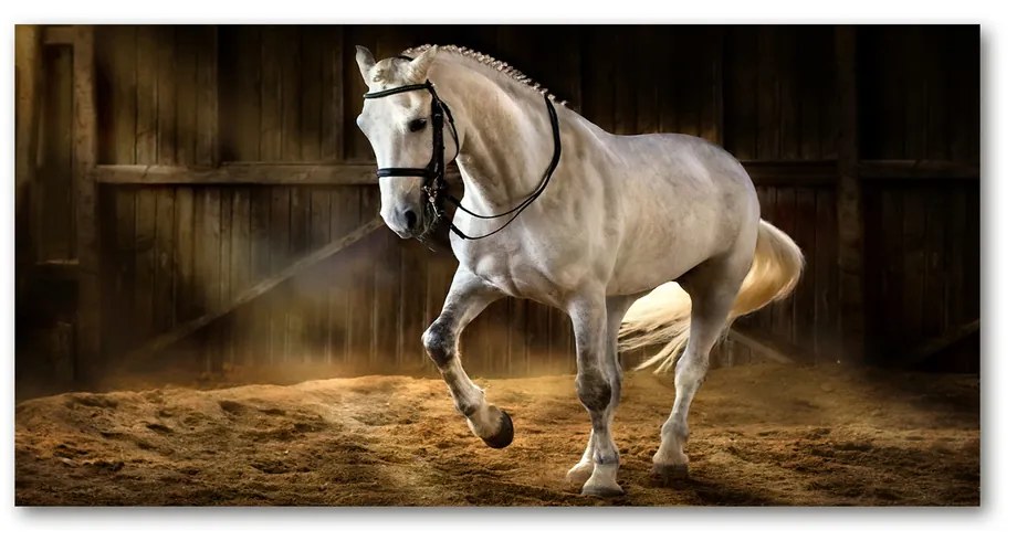 Wallmuralia Moderní obraz fotografie na akrylu Bílý kůň ve stáji 140x70 cm