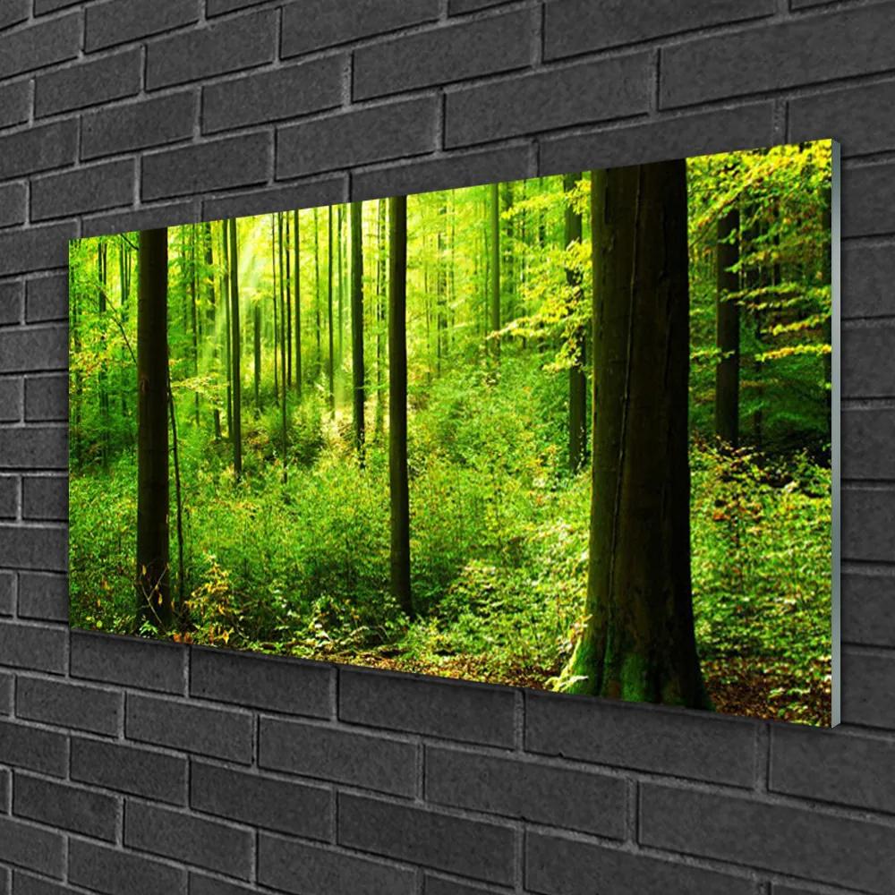Obraz na skle Les Zeleň Stromy Příroda 100x50 cm
