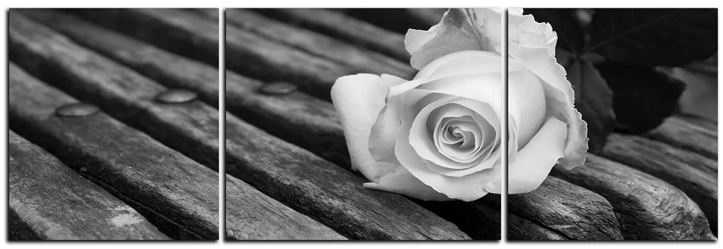 Obraz na plátně - Bílá růže na lavici - panoráma 5224QC (90x30 cm)