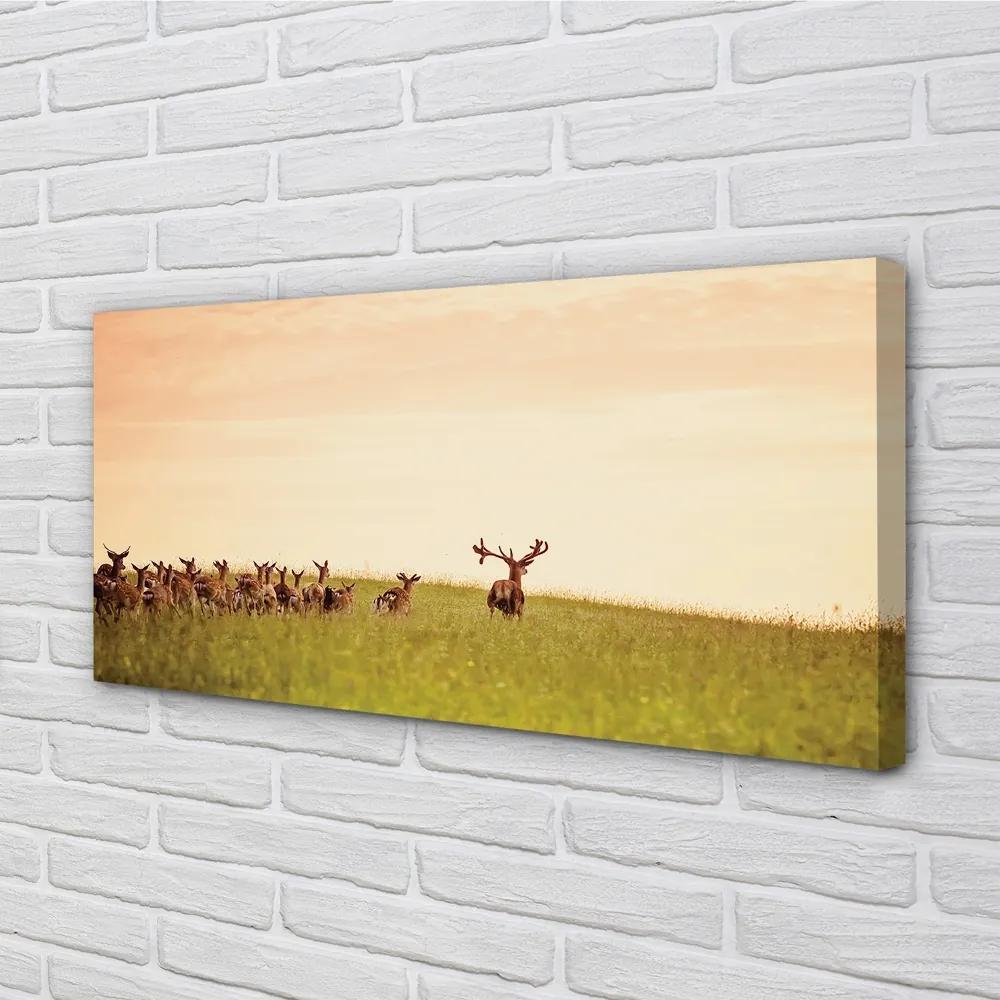Obrazy na plátně Stádo jelenů pole svítání 125x50 cm