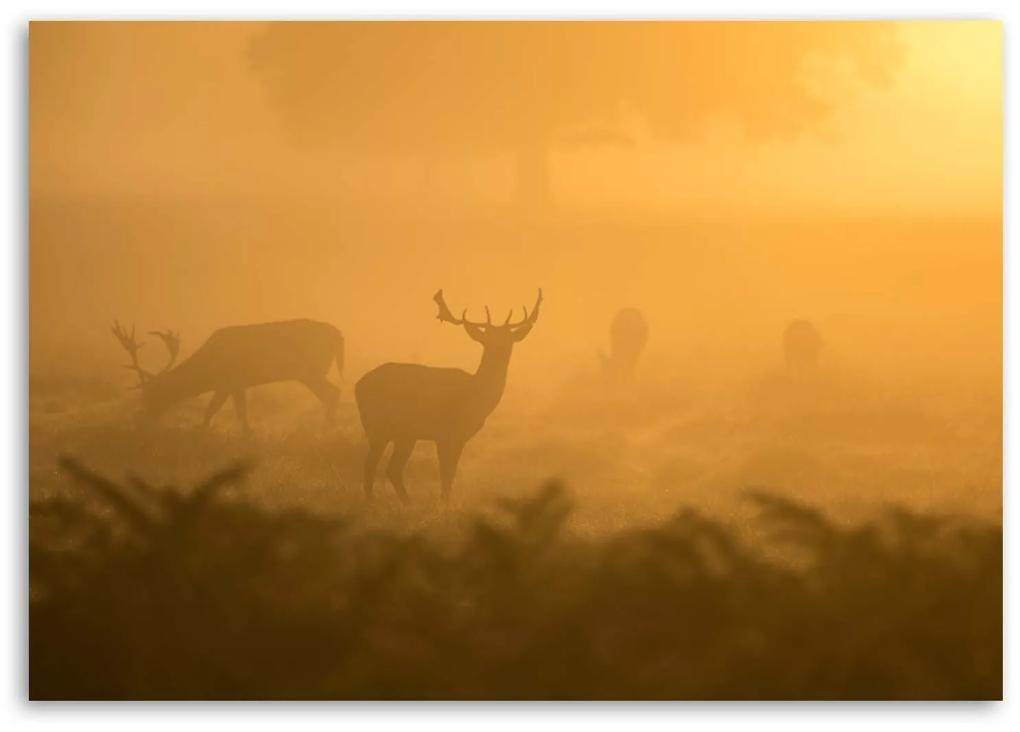 Gario Obraz na plátně Stádo jelenů za úsvitu Rozměry: 60 x 40 cm
