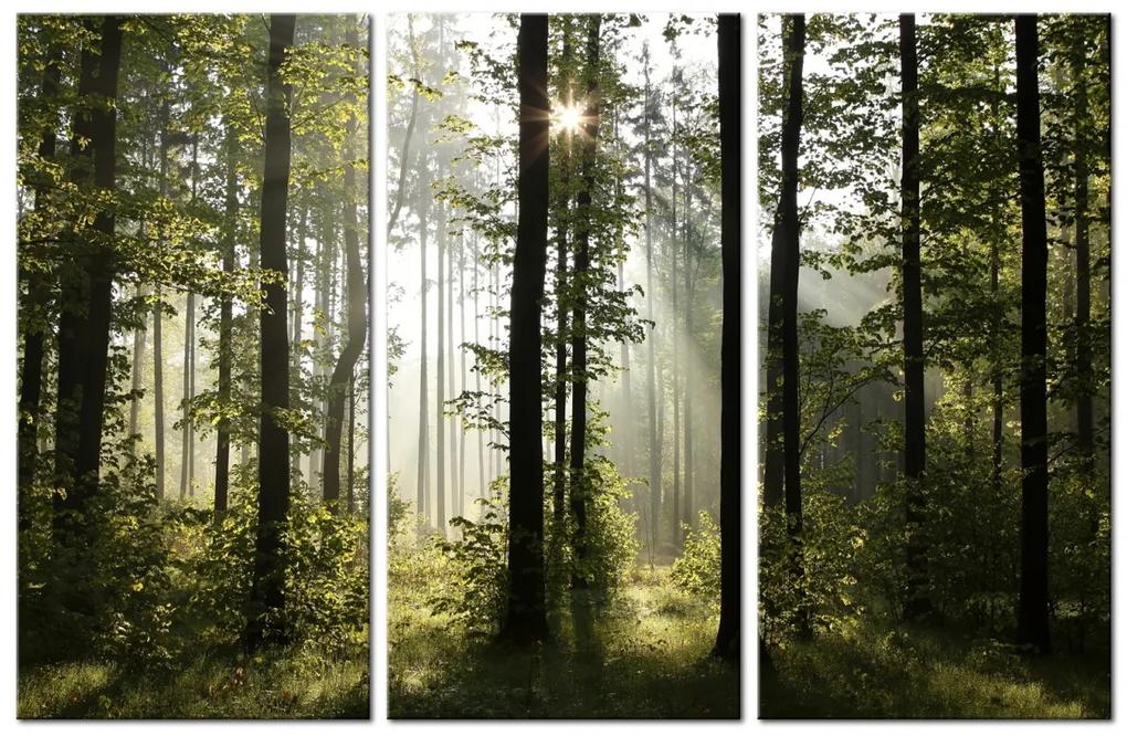 Třídílný obraz lesní kouzlo + háčky a hřebíčky ZDARMA Velikost (šířka x výška): 90x60 cm