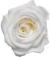 Hlavy růží - standard 6 ks White - bílá