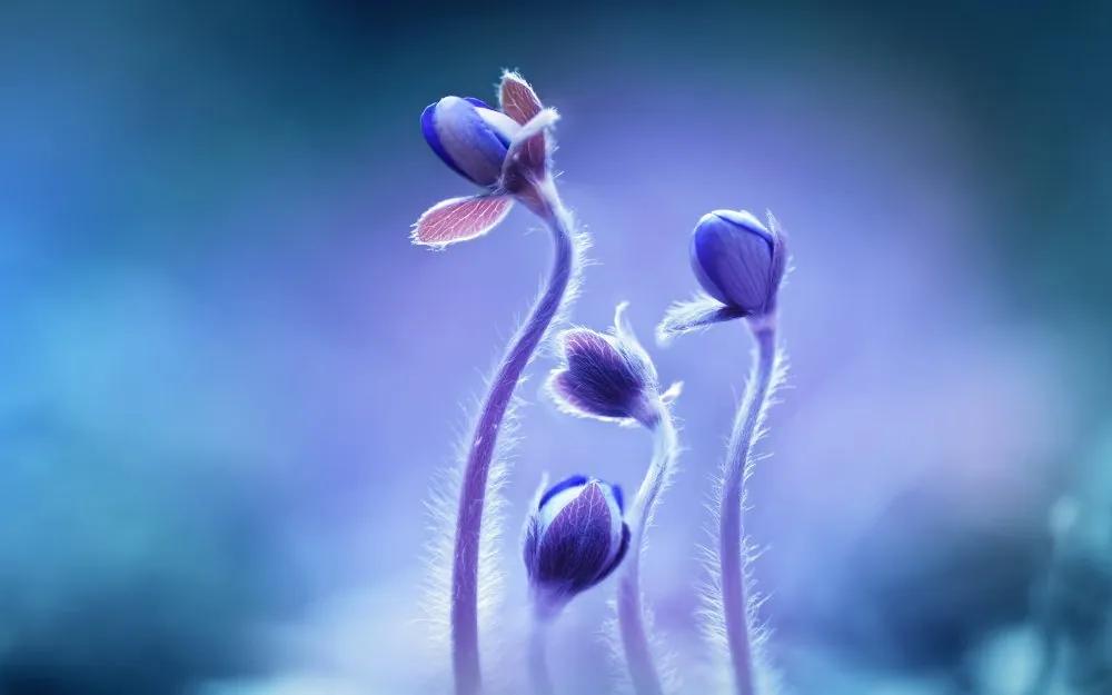 Vícedílný obraz Jemné Květiny V Makro Měřítku Nedostatek Nedostatek Přírodní plátno 120x75