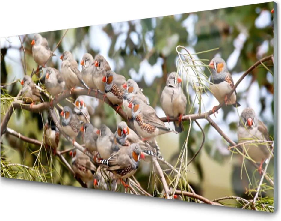 Obraz na skle Skleněný Ptáci Zvířata