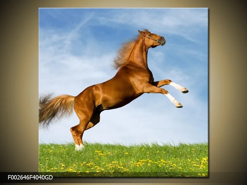 Obraz hnědého koně v pohybu  (), 40 dalších rozměrů