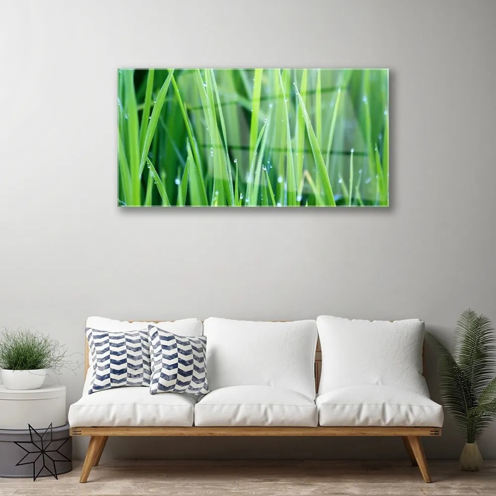 Obraz na skle Tráva Kapky Rostlina Příroda 140x70 cm