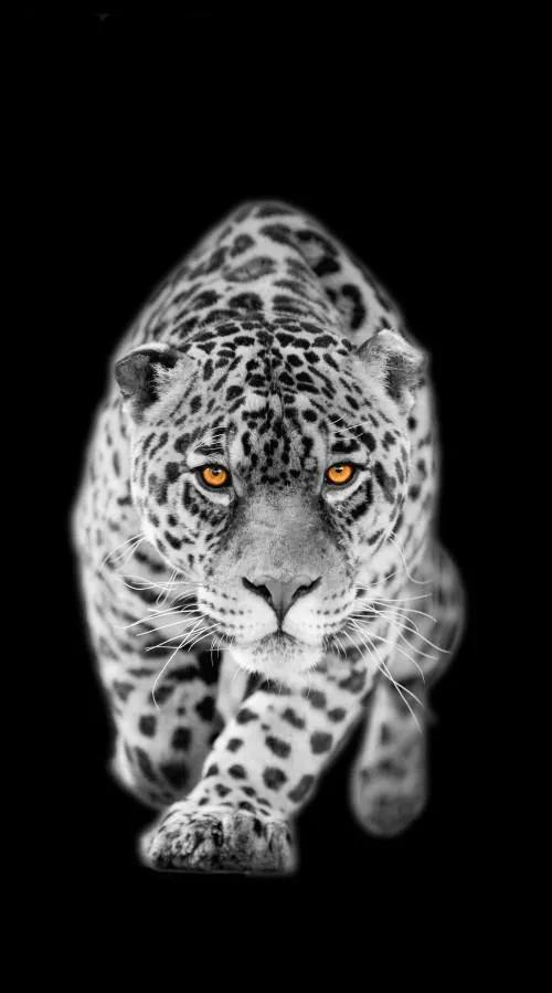 Foto závěs Leopard, 140x245cm