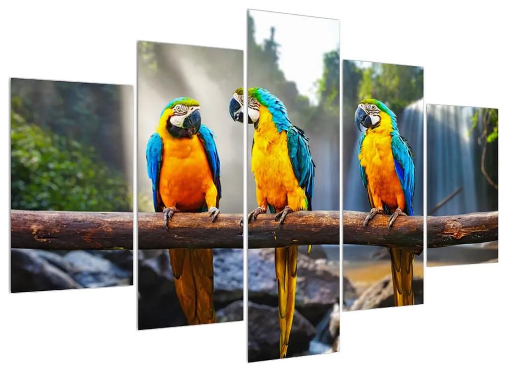 Obraz papoušků (150x105 cm)
