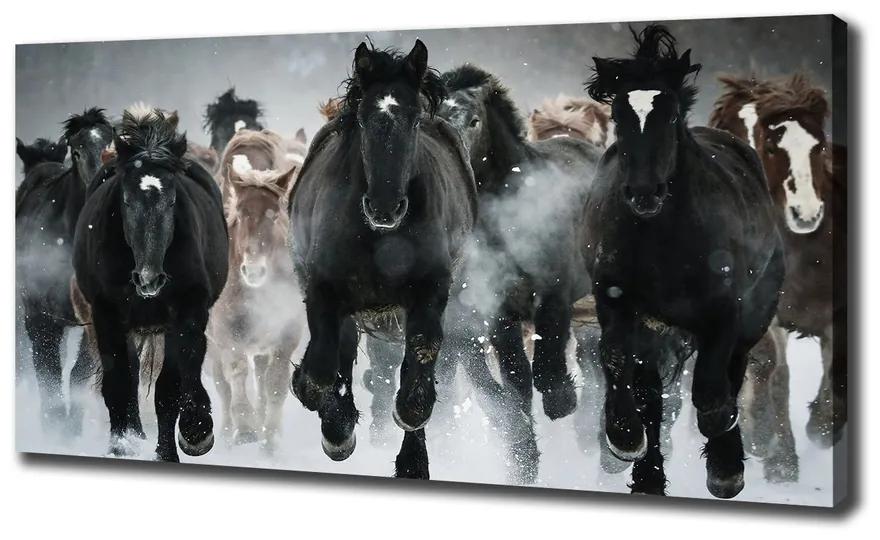 Wallmuralia Moderní fotoobraz canvas na rámu Koně ve cvalu 140x70 cm
