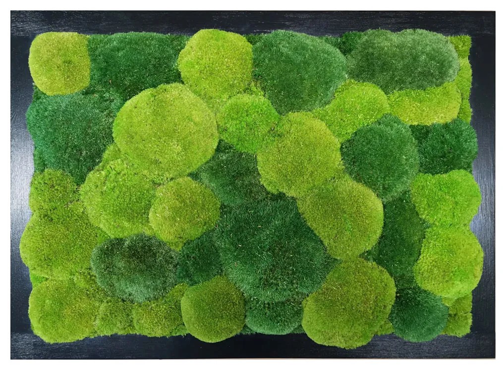 WOODILO Mechový obraz 207 | kopečkový mech | světle zelená premium + středně zelená Rozměr obrazu: 100x100 cm, Barva rámu: Černá, Síla rámu (pohledová): 3,7 cm
