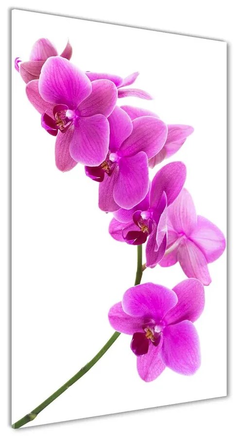 Wallmuralia Fotoobraz na skle Růžová orchidej 60x120 cm