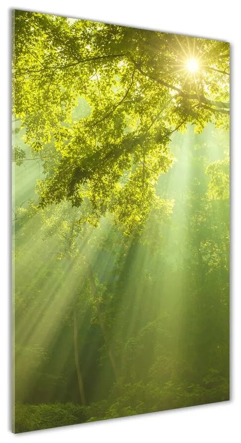 Wallmuralia Foto obraz akryl do obýváku Slunce v lese 60x120 cm