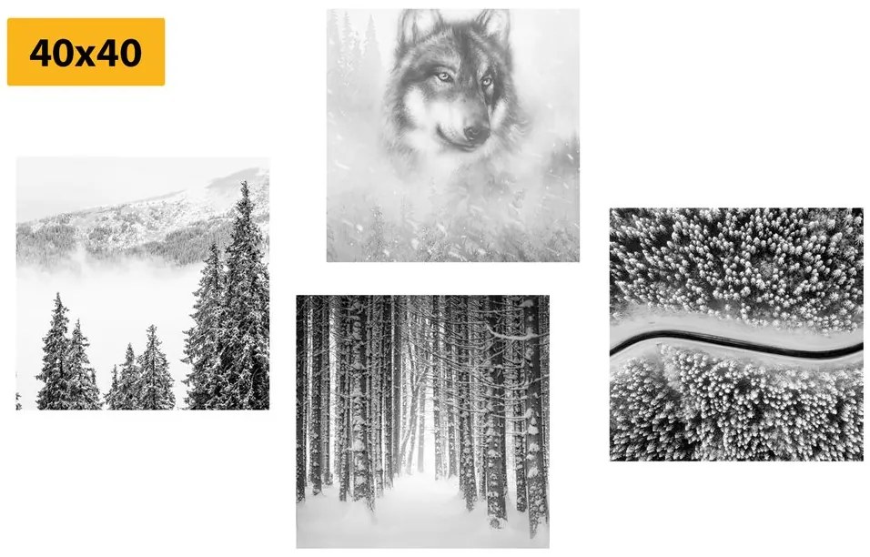 Set obrazů vlk v tajemném lese v černobílém provedení