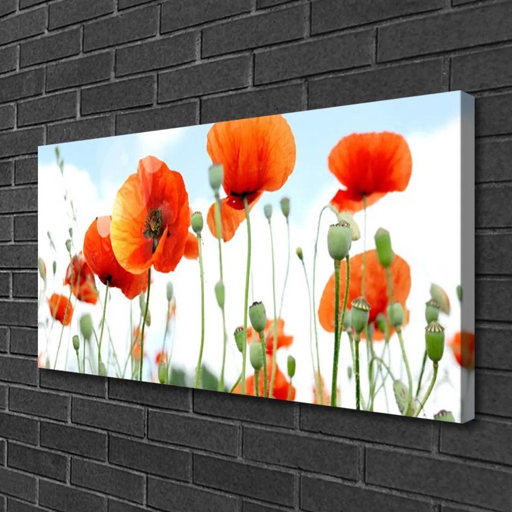 Obraz na plátně Květiny Máky Louka Pole Příroda 100x50 cm