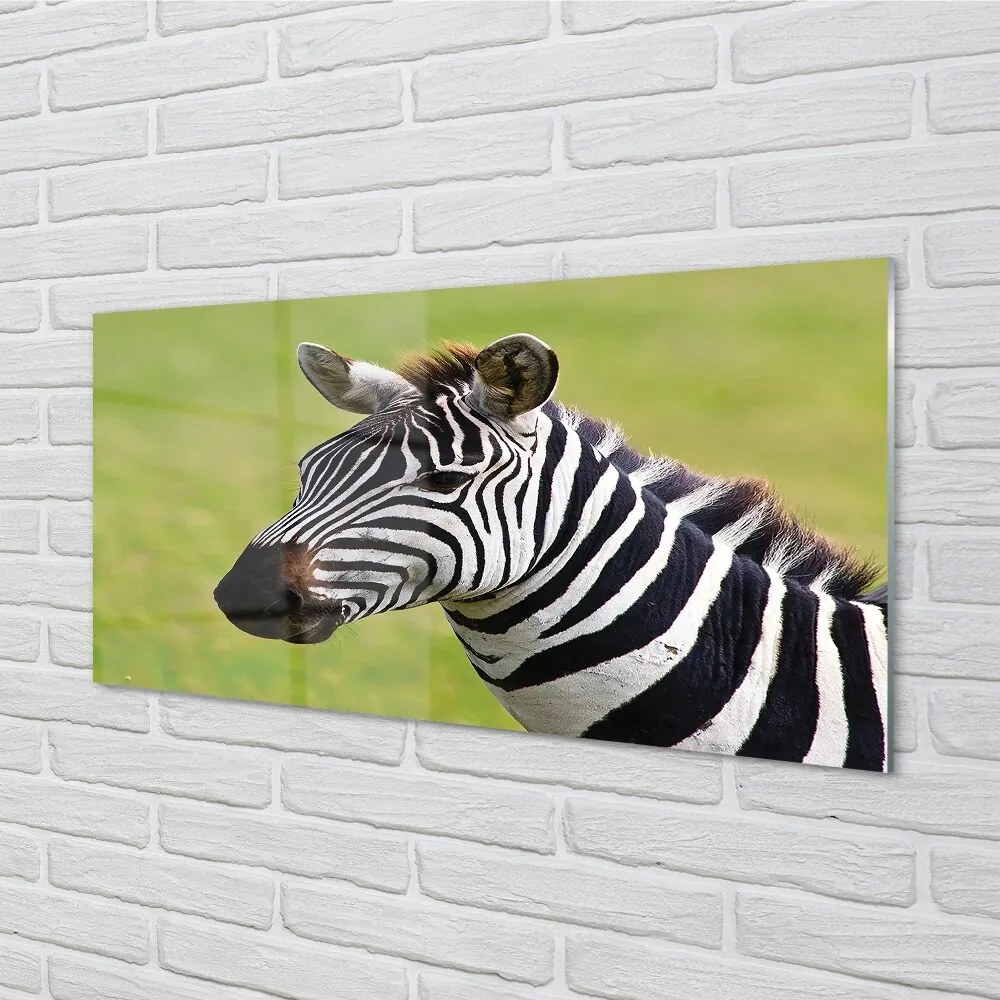 Obraz na skle zebra 100x50 cm