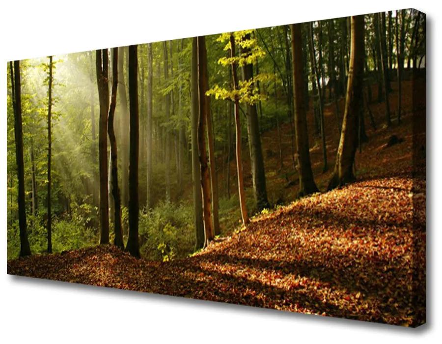 Obraz na plátně Les Stromy Příroda 125x50 cm