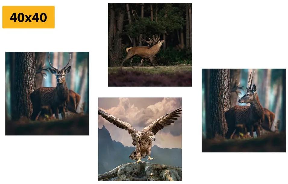 Set obrazů krása lesních zvířat Varianta: 4x 60x60