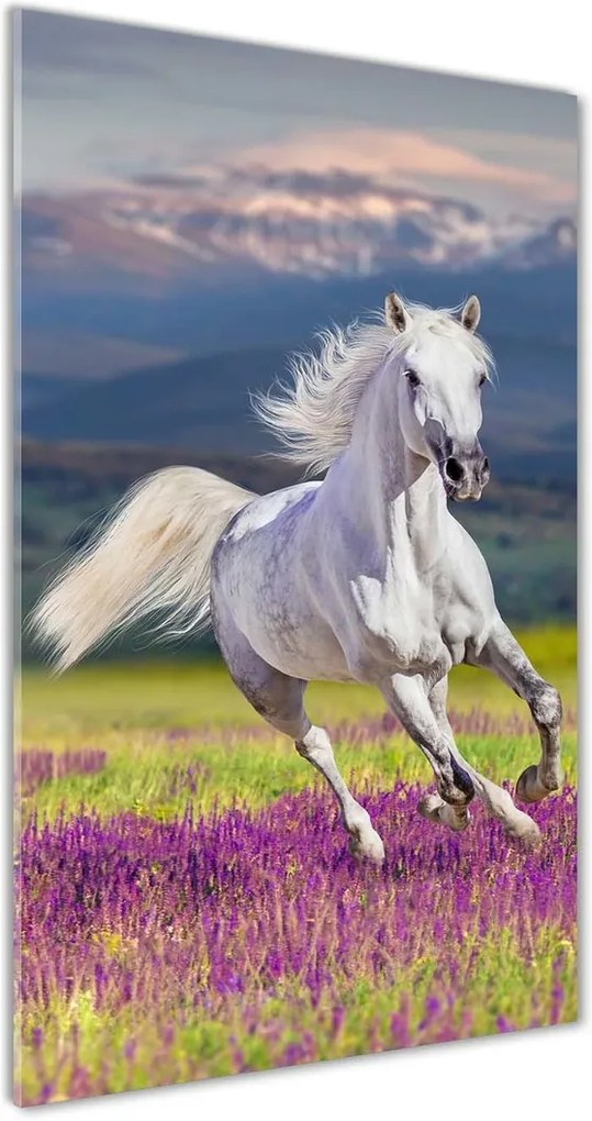 Foto obraz na plátně Bílý kůň cval