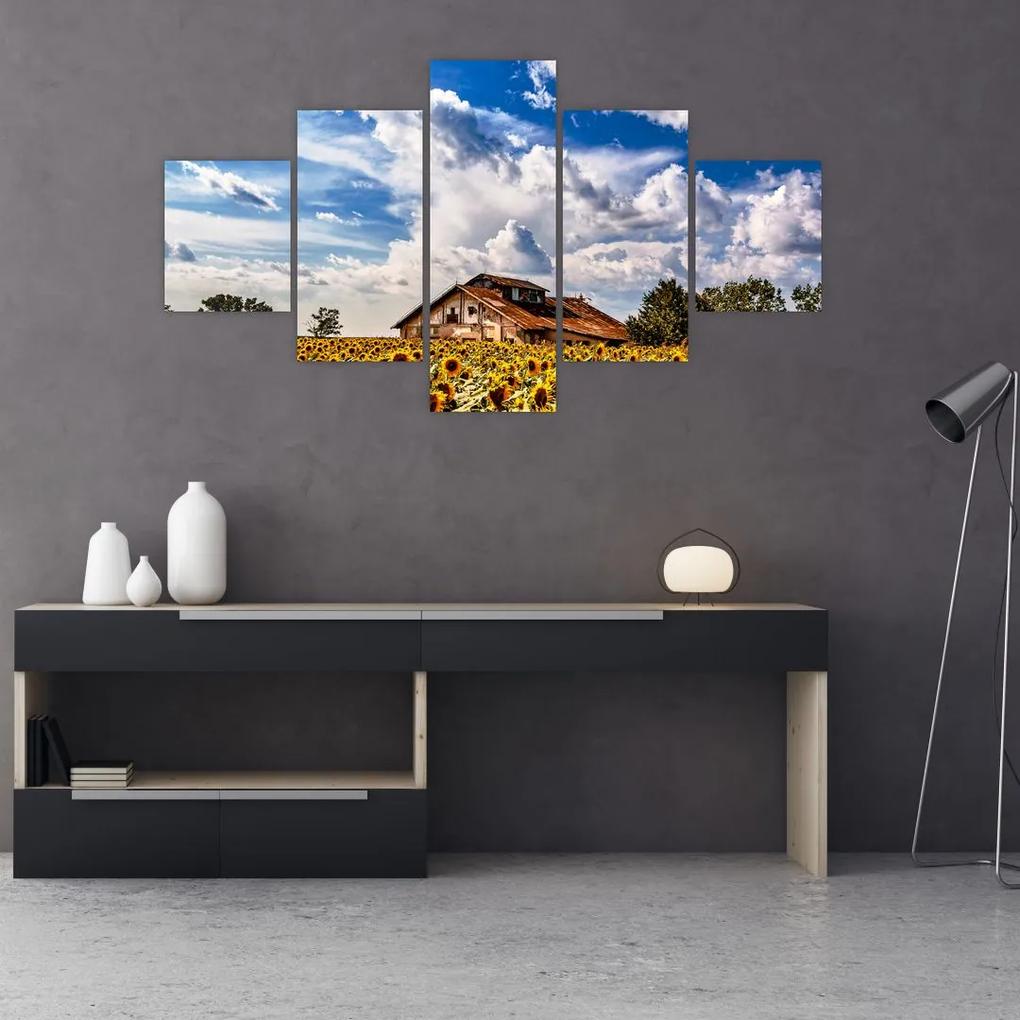 Obraz slunečnicového pole (125x70 cm)
