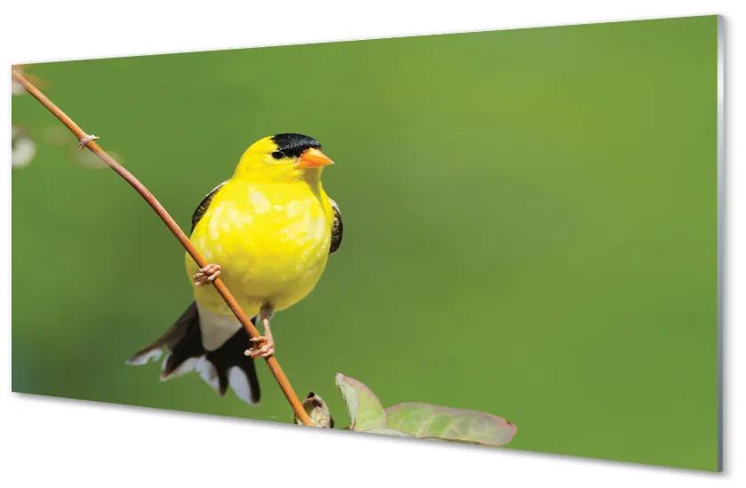 akrylový obraz žlutý papoušek 100x50 cm