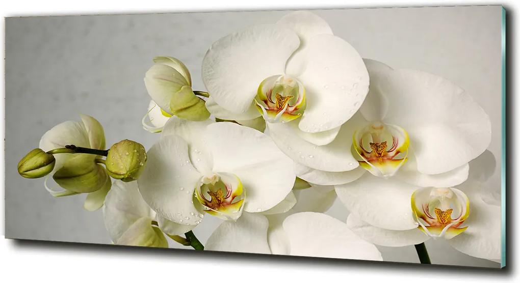 Fotoobraz na skle Bílá orchidej