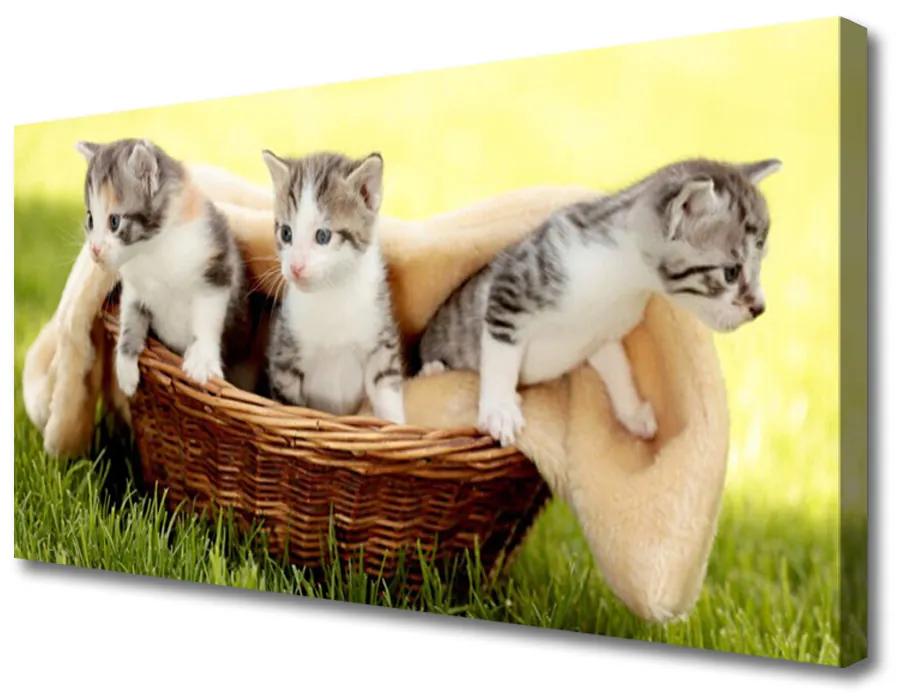Obraz na plátně Kočky Zvířata 140x70 cm