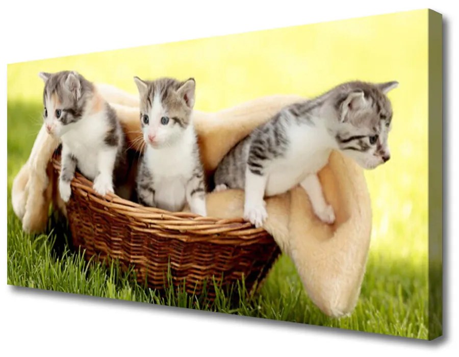 Obraz na plátně Kočky Zvířata 100x50cm